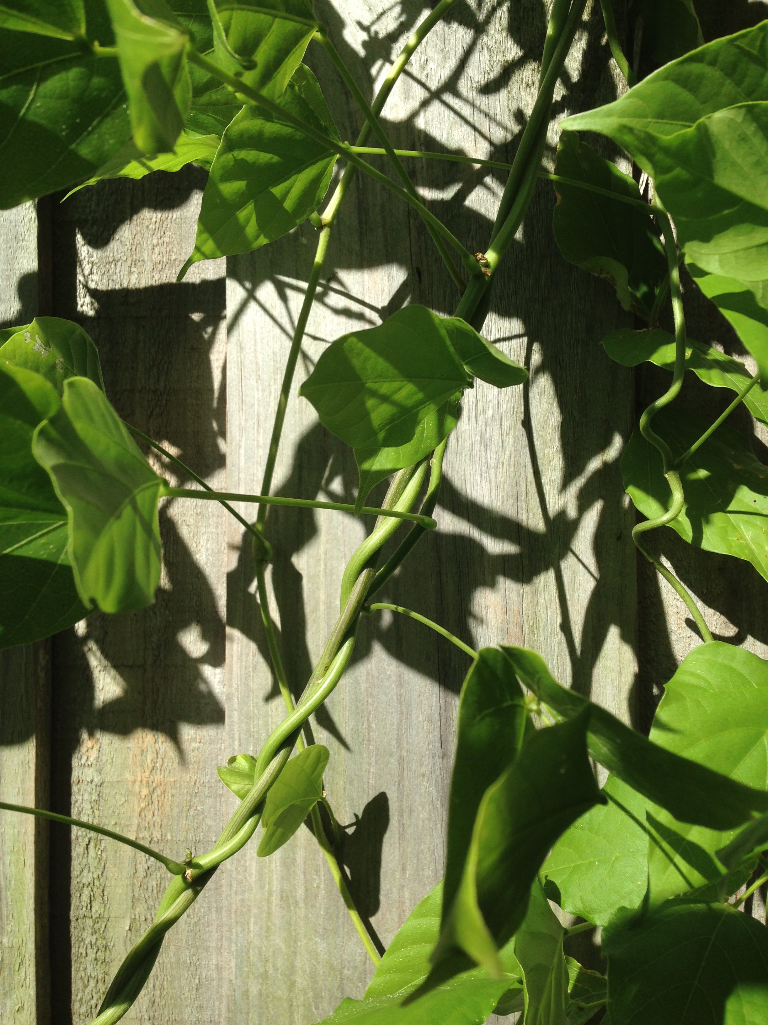 Entangling Vines - Sydney Zen Centre